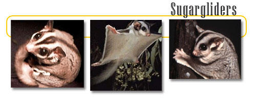 Glider - info and games